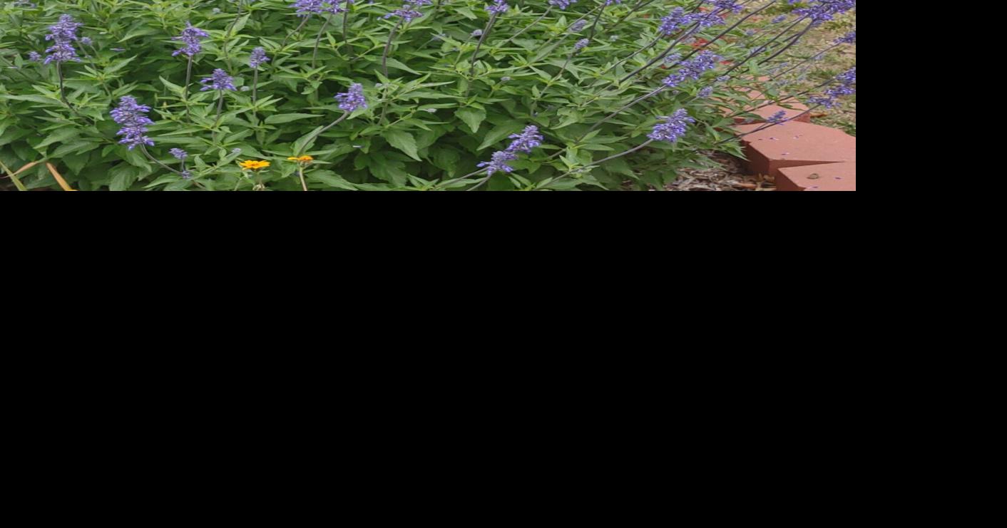 Superstar plants are super choices for North Texas | Agrilife Extension ...