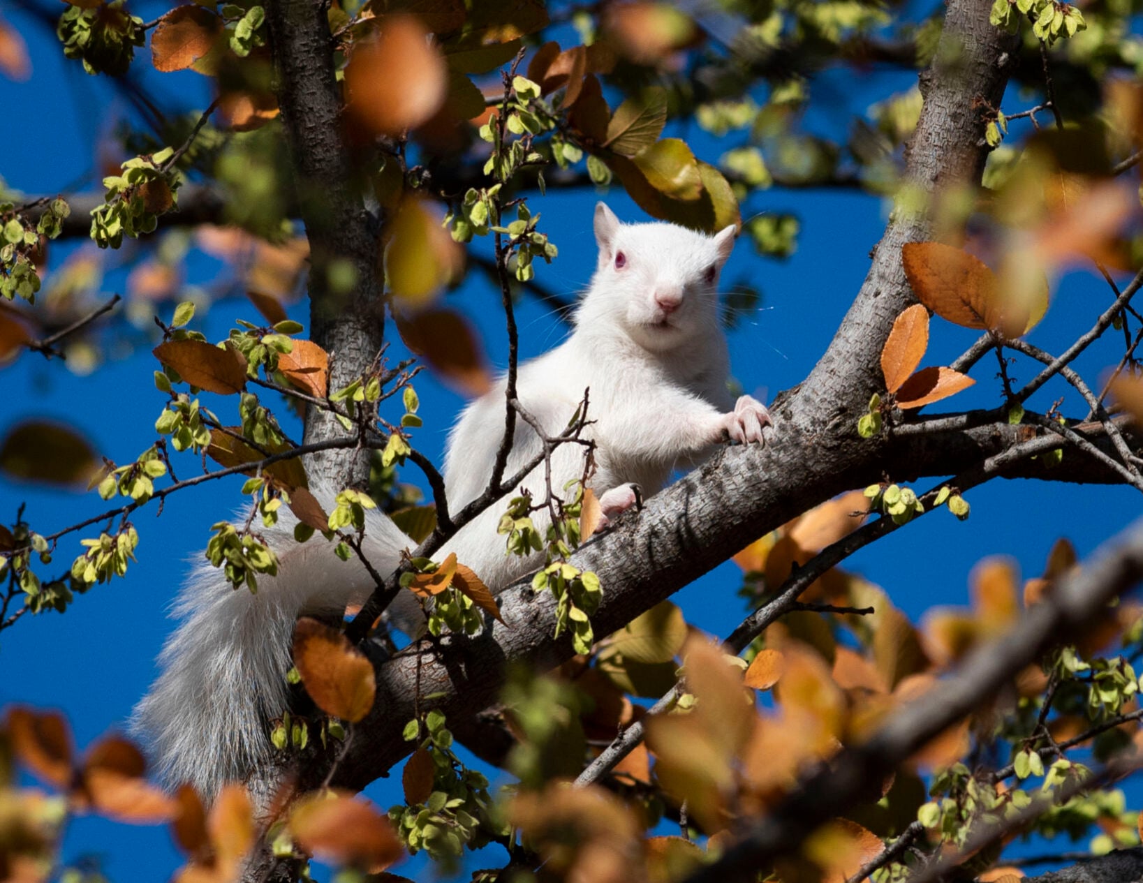 The many tails of UNT's Lucky the Squirrel | University of North Texas ...