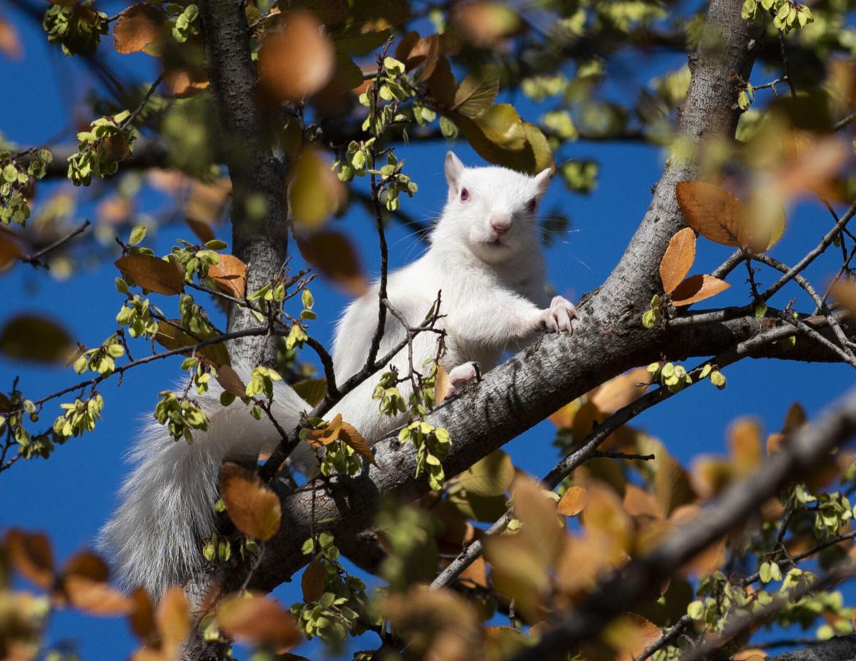 white squirrel names