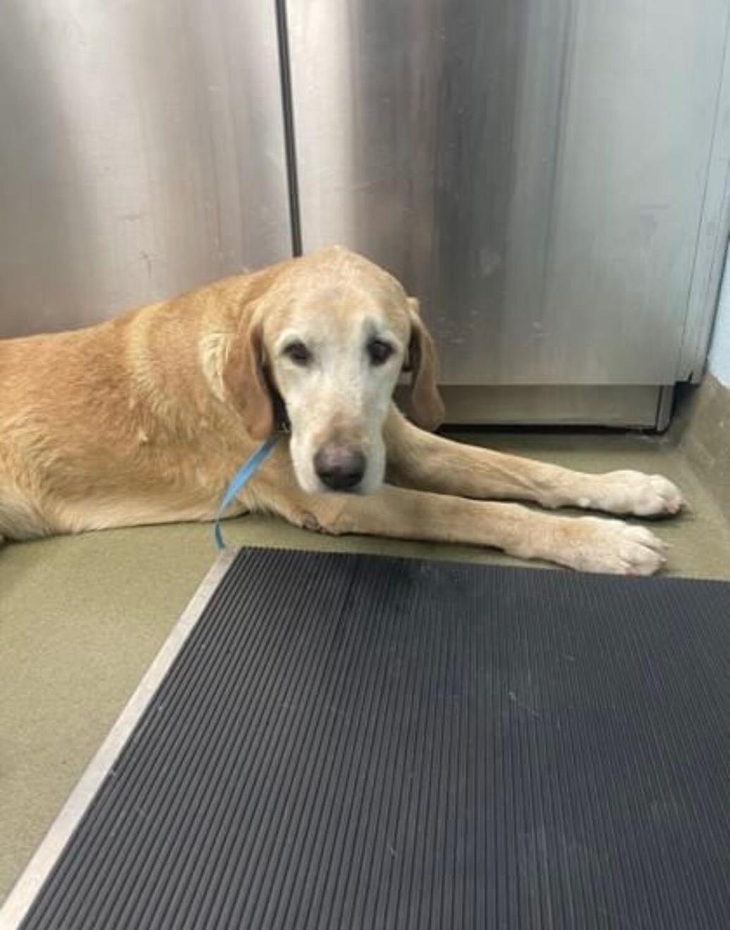 Sadness and anger erupt after family’s missing dog is euthanized at ...