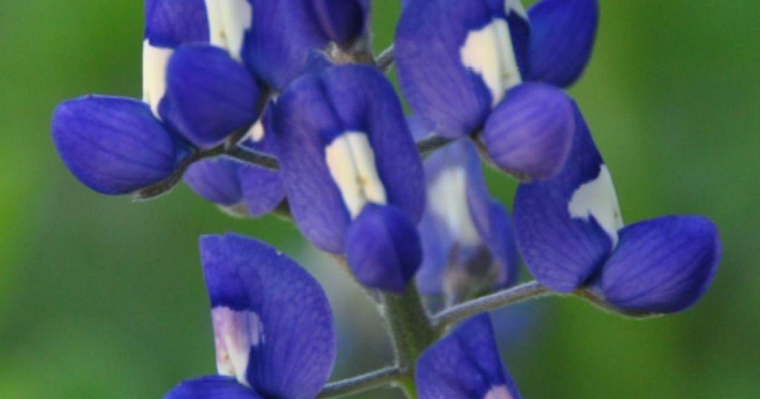 Native Roots: Denton family’s front yard is bluebonnets: State flower ...