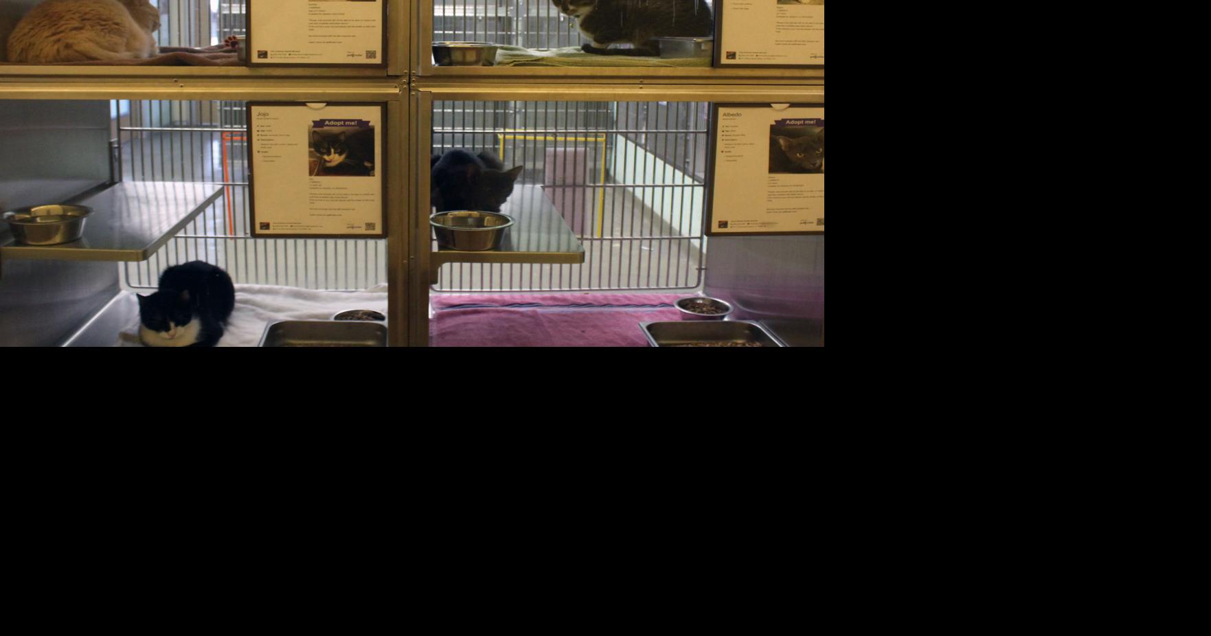 Consultant’s report on Denton Animal Services gives almost two dozen ...