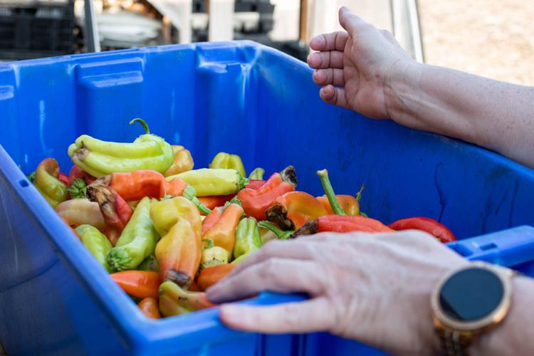 Faced with high heat and rising costs, Denton community garden scales ...