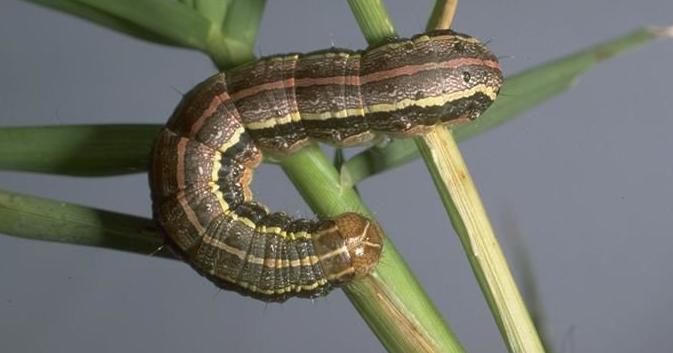 Zach Davis: Fall armyworms could soon become active | Agrilife ...