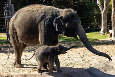 tiny baby elephant
