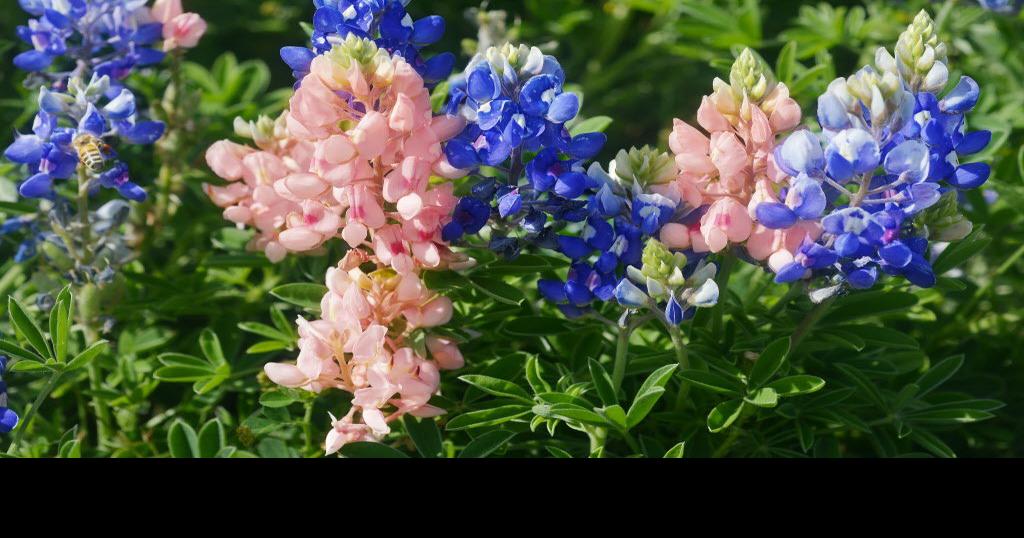Bluebonnet fever? Here's a guide (of sorts) to get you to the showiest ...