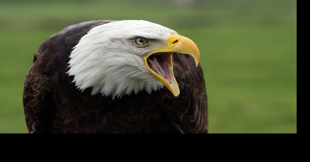 Watch Bald Eagle And Coyote Fight Over Headless Carcass In Montana