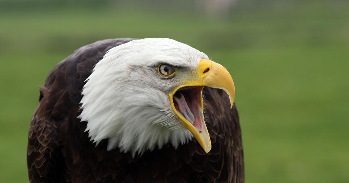 Watch Bald Eagle And Coyote Fight Over Headless Carcass In Montana