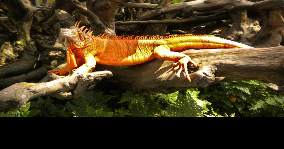 3-foot-long orange lizard found at Colorado state park ...