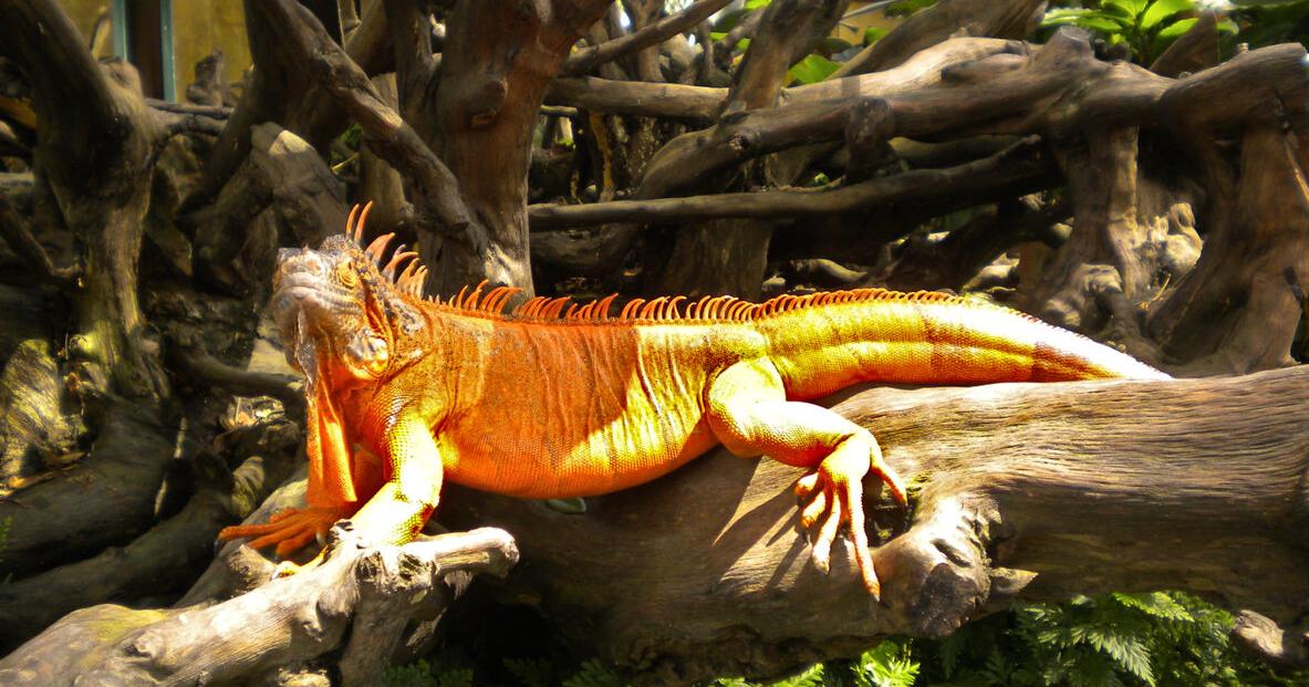 3-foot-long orange lizard found at Colorado state park ... 3-foot-long orange lizard found at Colorado state park ...