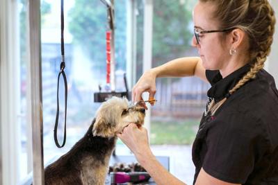 BCC adding new dog grooming certification | Business | derbyinformer.com