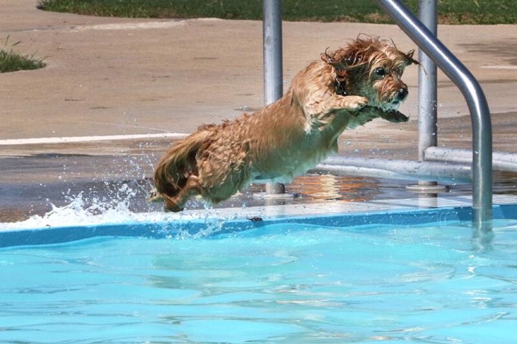 PHOTOS: Pooch Pool Party 2024 | News | derbyinformer.com