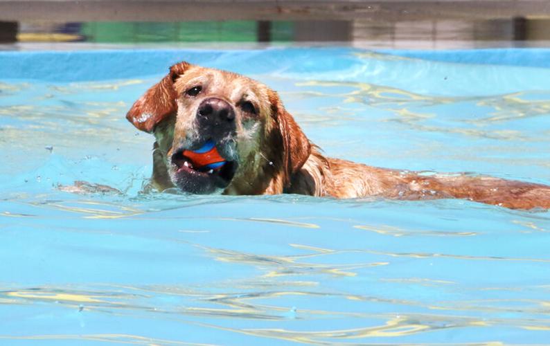 PHOTOS: Pooch Pool Party 2024 | News | derbyinformer.com