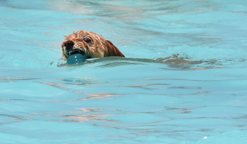 PHOTOS: Pooch Pool Party 2024 | News | derbyinformer.com