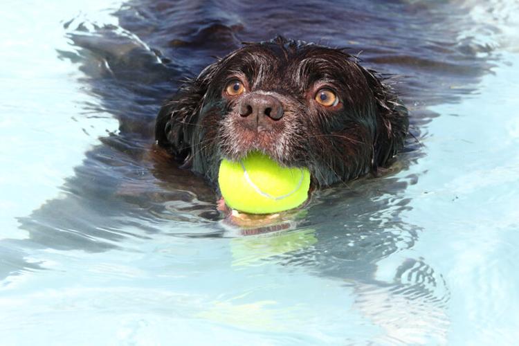 PHOTOS: Pooch Pool Party 2024 | News | derbyinformer.com