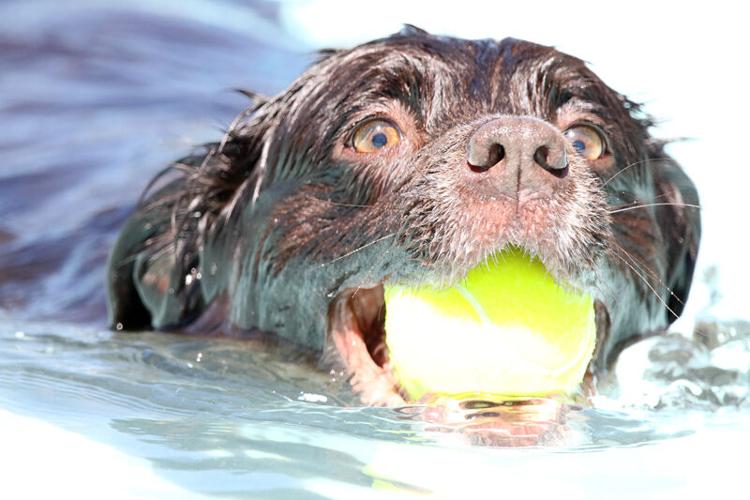 PHOTOS: Pooch Pool Party 2024 | News | derbyinformer.com