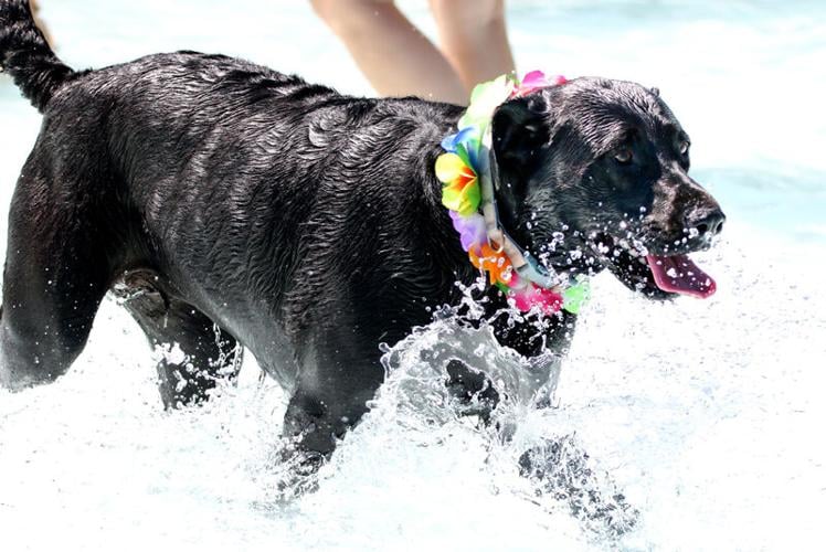PHOTOS: Pooch Pool Party 2024 | News | derbyinformer.com