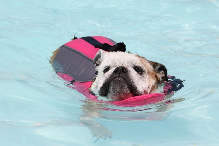 PHOTOS: Pooch Pool Party 2024 | News | derbyinformer.com