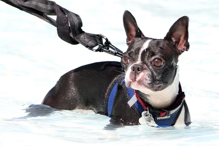 PHOTOS: Pooch Pool Party 2024 | News | derbyinformer.com