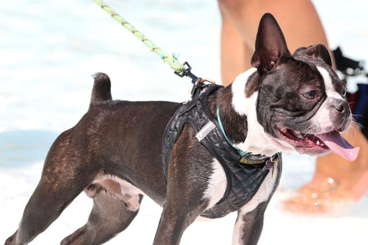 PHOTOS: Pooch Pool Party 2024 | News | derbyinformer.com
