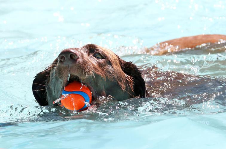 PHOTOS: Pooch Pool Party 2024 | News | derbyinformer.com