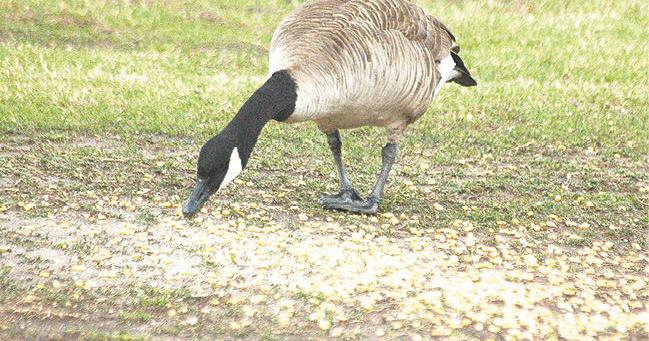 Goose reduction efforts working at local park | Derby News ...