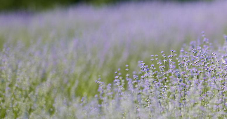 Mary Rachel Broadwell | Obituaries | derbyinformer.com