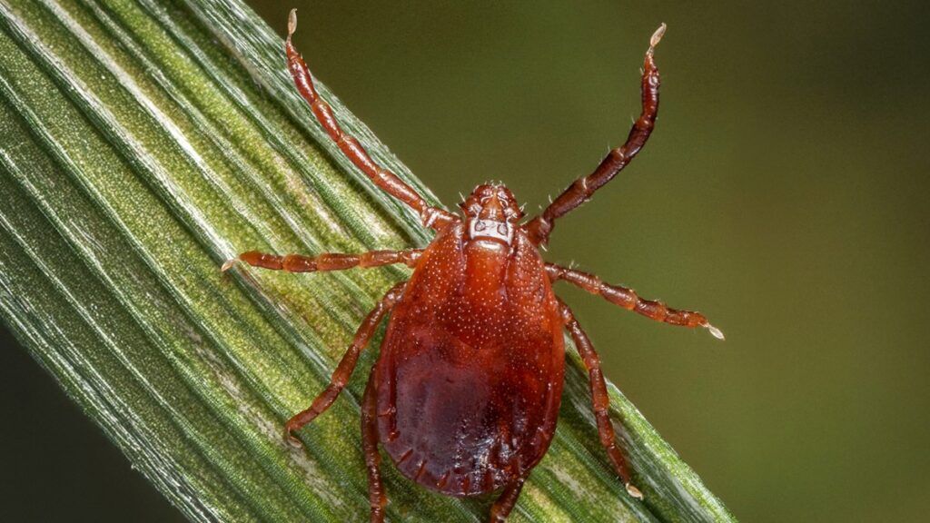 New Asian tick found in Kansas poses health threat | Area ...