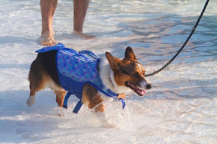 DOG-a-POOL-ooza! | Local News | dewittobserver.com