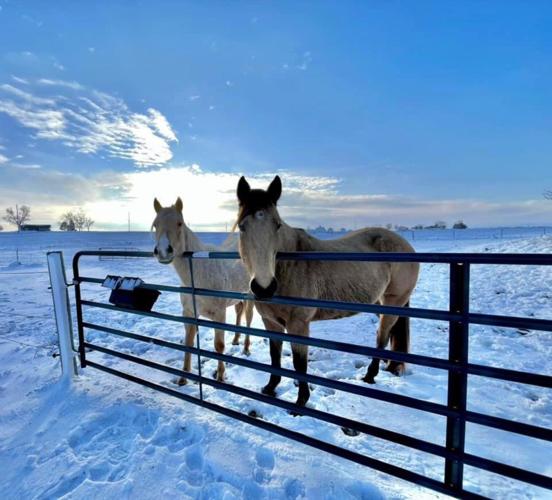 Snowpeople everywhere | Local News | dewittobserver.com