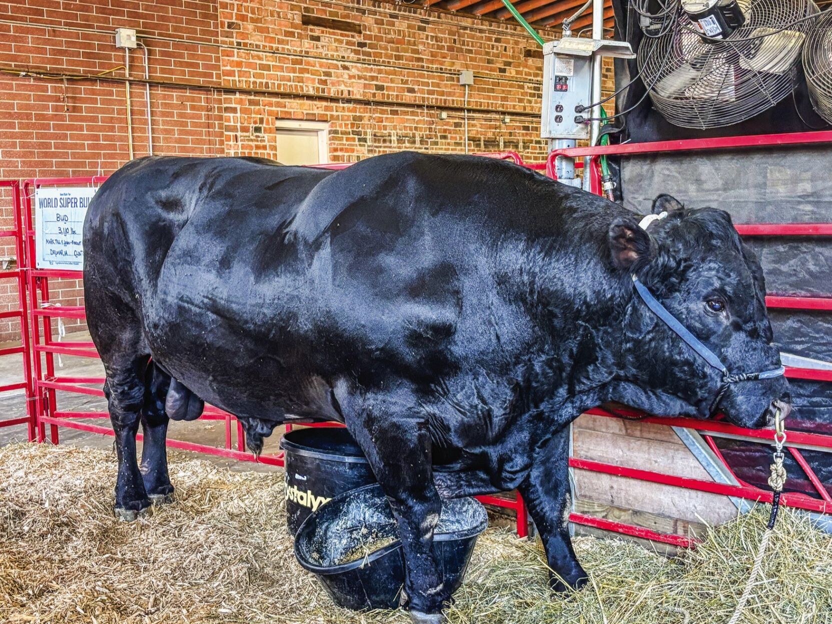 'Bud' named top bull | Local News | dewittobserver.com