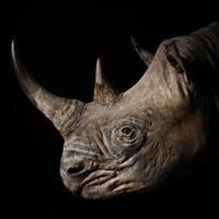 Skin: Living Armor, Evolving Identity | Diablo Buzz | diablomag.com