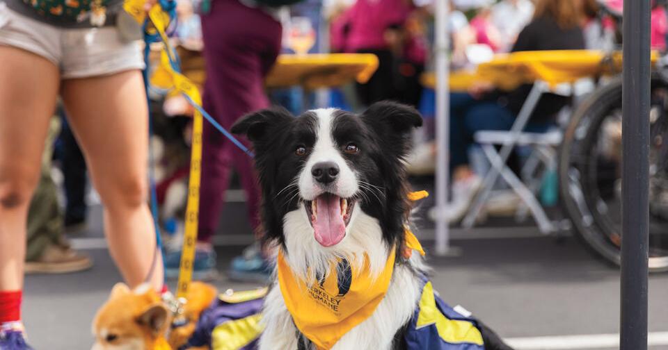 Pints for Paws | Faces | diablomag.com