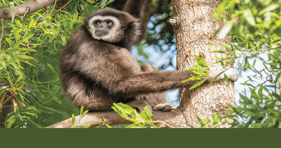 From Spectacle to Sanctuary: 100 Years of the Oakland Zoo | Travel ...