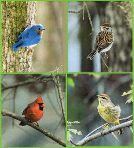 Union County offers an undiscovered world of birds | New Albany Gazette ...