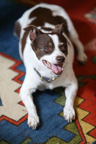 Hunting dog immortalized by Faulkner makes for unbeatable companion ...
