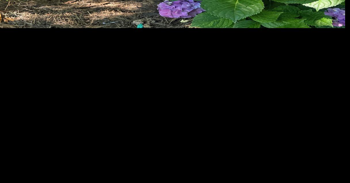 SOUTHERN GARDENING: Hydrangeas are strong additions to garden areas ...