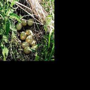 Future turkey crop now in the balance | Outdoors | djournal.com