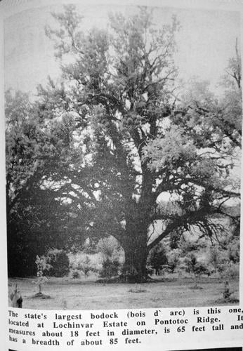 We celebrate 30 years of Bodocking: There's no hot like Bodock hot | Community News | djournal.com