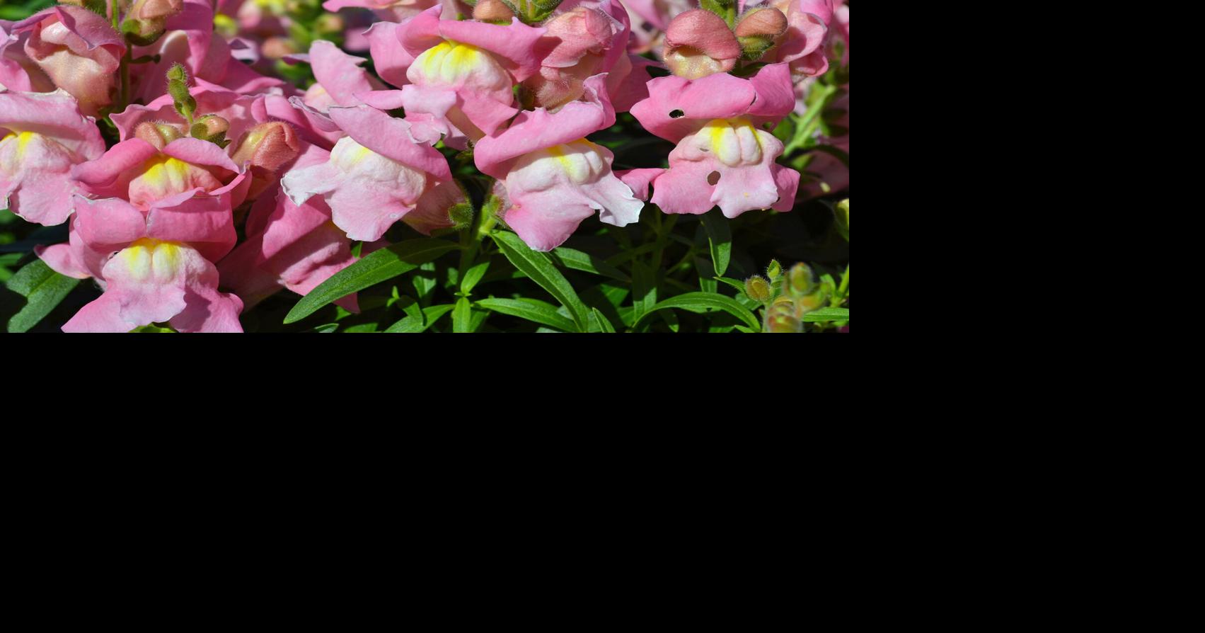 SOUTHERN GARDENING: Snaptastic snapdragons bloom in cold weather ...