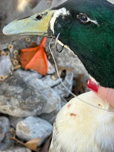 Group of young heroes helps save injured duck | News | djournal.com