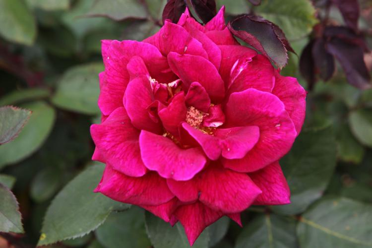 Rose society's annual show returns to Renasant Bank | Lifestyle ...