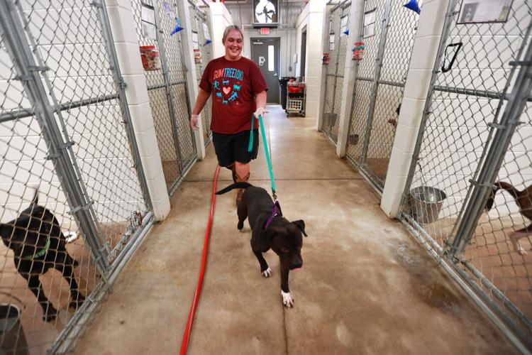 Humane Society gets major funding boost | Local News | djournal.com