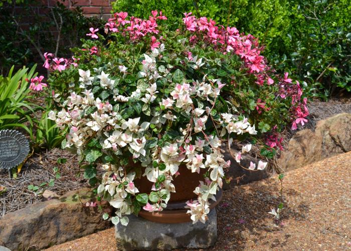 Southern Gardening: Variegated jasmine foliage brings color | Living ...