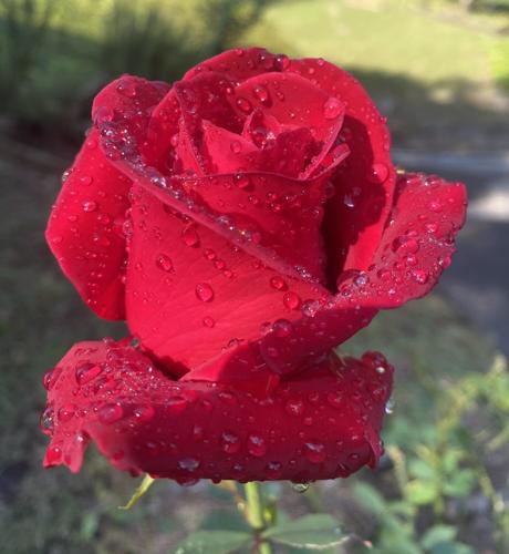 American Rose Society calendar features Merrell Rogers rose photo for a ...