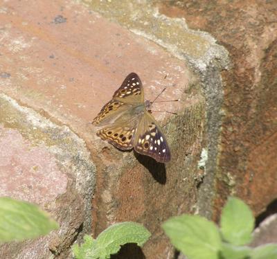 Subdued hackberry butterfly frequently goes unnoticed | Lifestyle | djournal.com