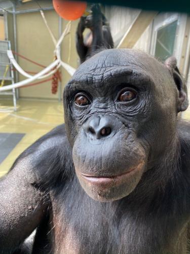 Scientists discover apes play pretend and are able to imagine | News ...