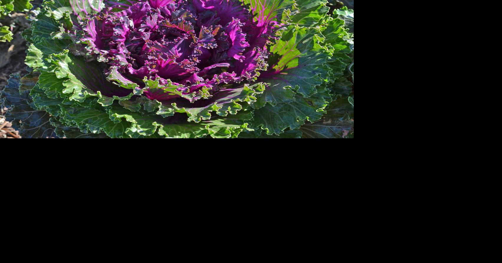 SOUTHERN GARDENING: Select ornamental kale for garden color, produce ...