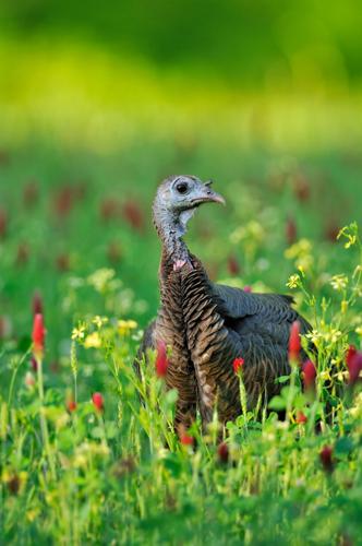 Future turkey crop now in the balance | Outdoors | djournal.com