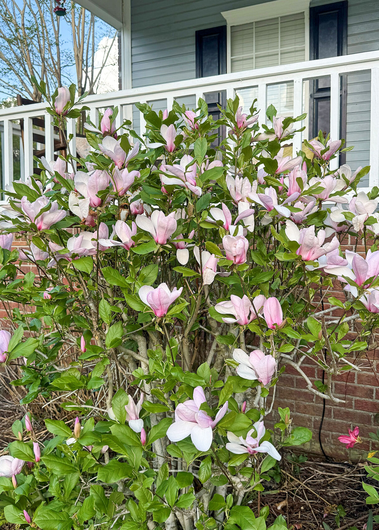 Southern Gardening: Japanese magnolias bloom early, easy for landscapes ...